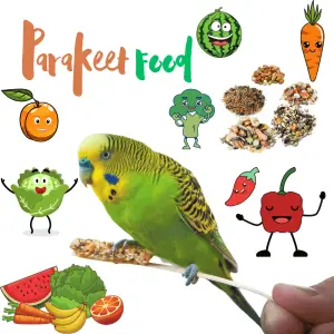 Parakeet food - What food can parakeets eat | parakeet food list