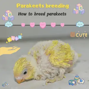 Parakeets breeding - Parakeet nesting behavior | How to breed parakeets