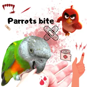 Parrots bite - Why does my parrot bite me | Aggressive parrot
