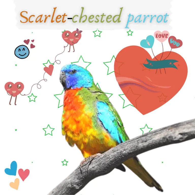 Scarlet-chested parrot - Personality Food Health and Habitat