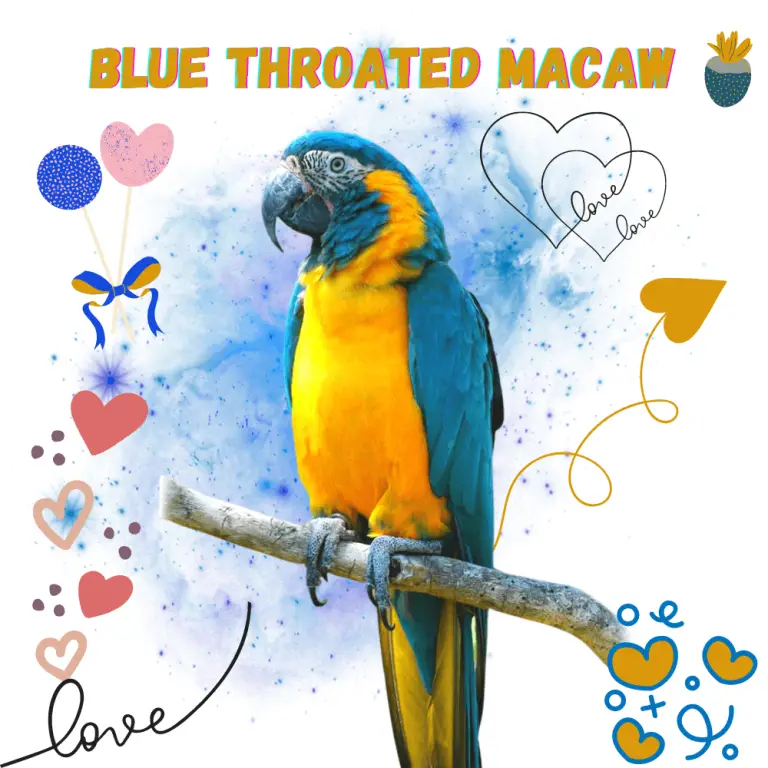 Blue-throated macaw - Caninde macaw Personality and Endangered