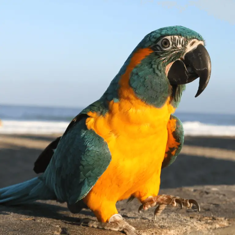 Blue-throated macaw - Caninde macaw Personality and Endangered