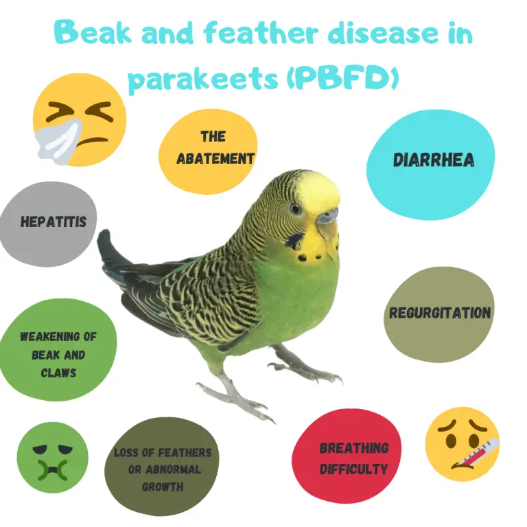 Parakeet disease - The main diseases of parakeets and their symptoms