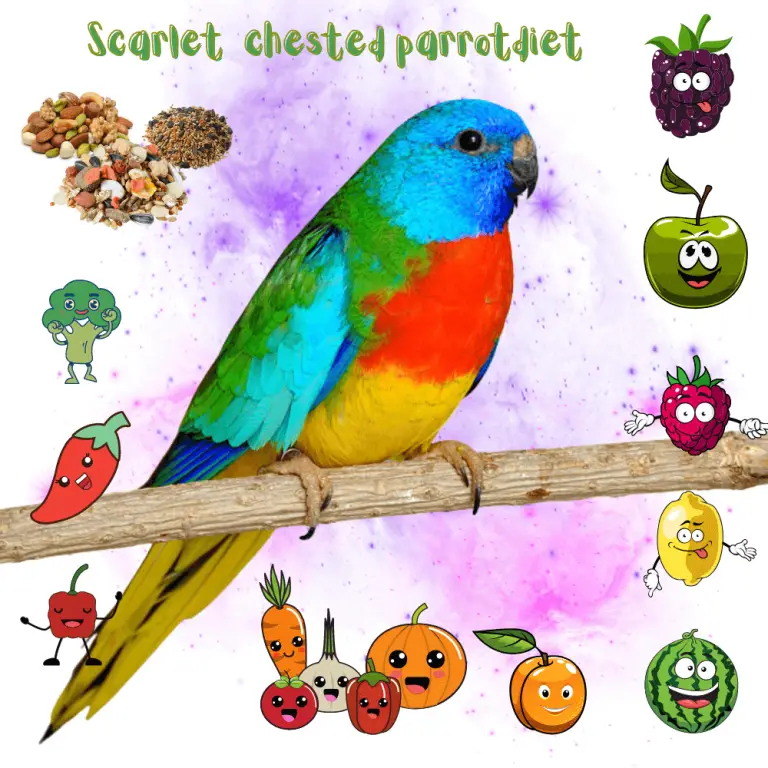 Scarlet-chested parrot - Personality Food Health and Habitat