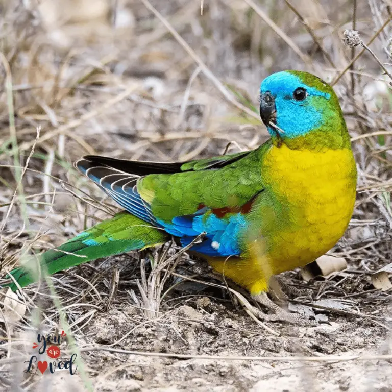 Turquoise parakeets - Personality Habitat Food Cage and Lifespan