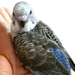 Rare budgie bird - Rare budgie color | Budgerigar mutation