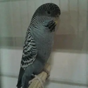 Rare budgie bird - Rare budgie color | Budgerigar mutation