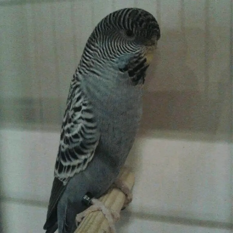 Rare budgie bird - Rare budgie color | Budgerigar mutation