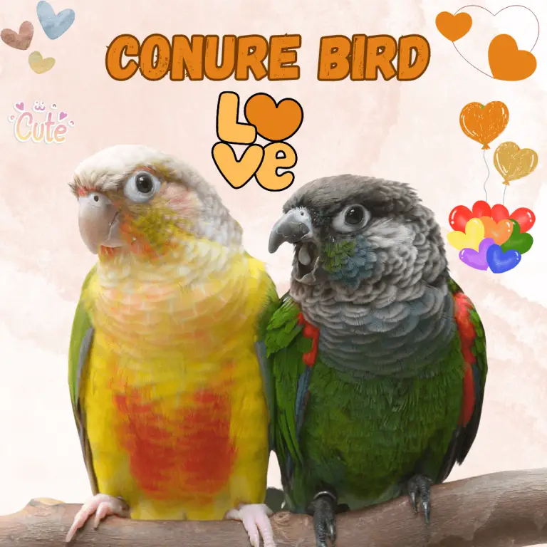 Conure bird - Personality Breeding Food Care and Lifespan