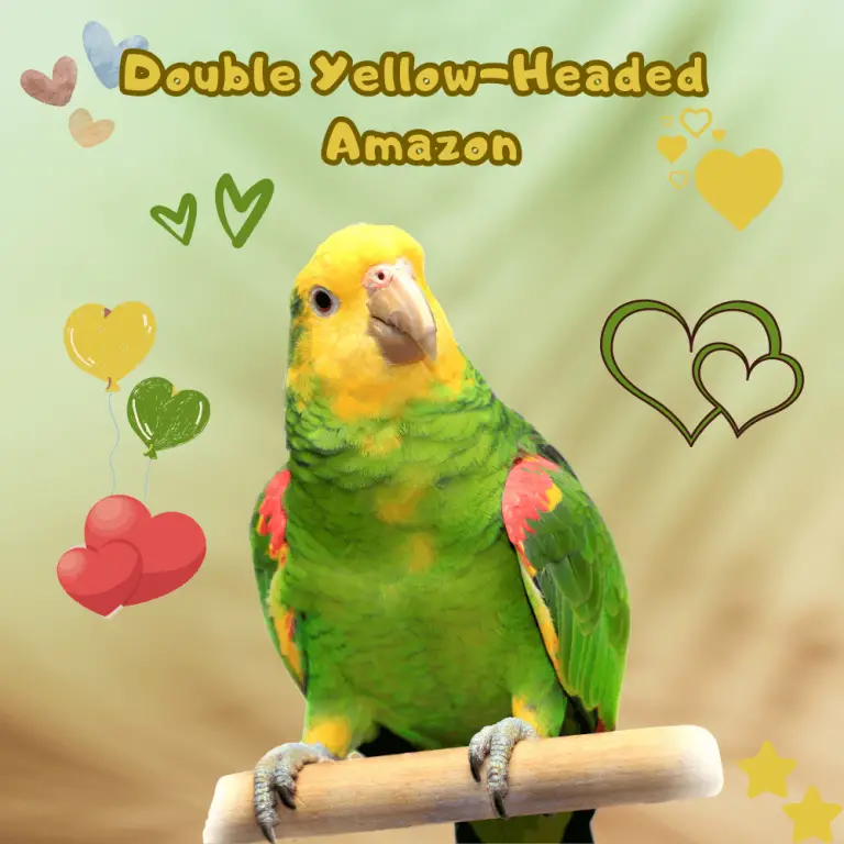 Double Yellow-Headed Amazon - Type of Double Yellow-Headed Amazon