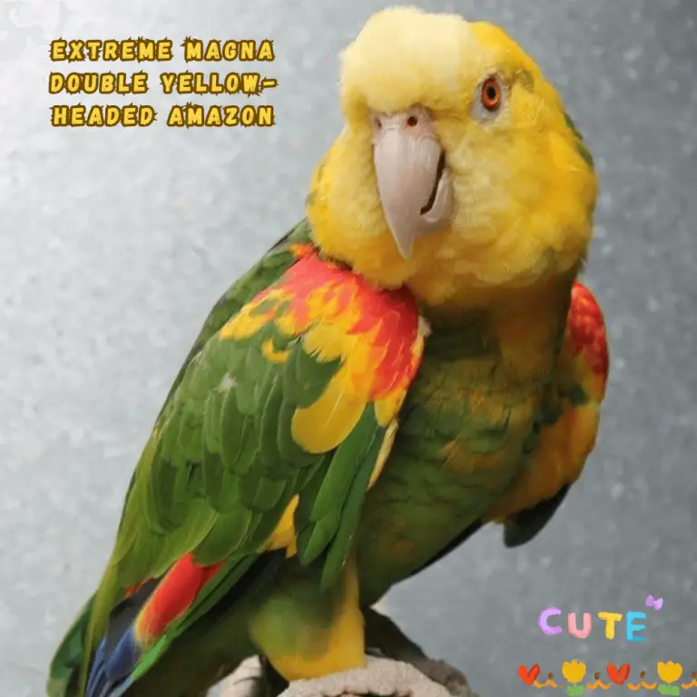 Double Yellow-Headed Amazon - Type of Double Yellow-Headed Amazon