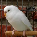 Rare budgie bird - Rare budgie color | Budgerigar mutation