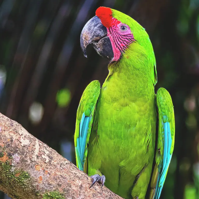 Green parrot - Different Types Of Green Parrots (With Pictures)
