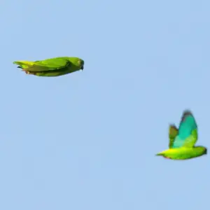 Parrots green - Types of green parrots | Parrot green color
