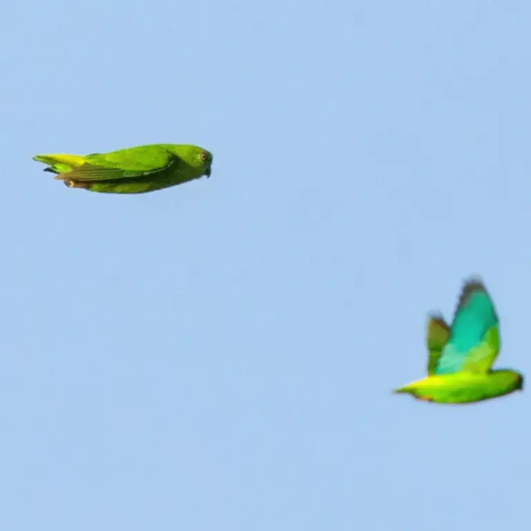 Parrots green - Types of green parrots | Parrot green color