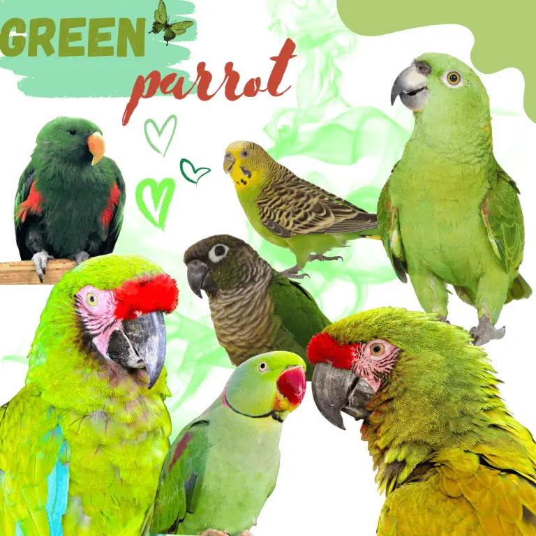 Parrots green - Types of green parrots | Parrot green color