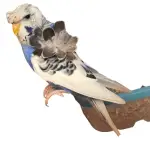 Rare budgie bird - Rare budgie color | Budgerigar mutation