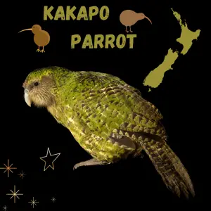 Parrot lifespan - What is the average lifespan of a parrot