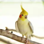 Cockatiel lifespan - How to tell the age of a cockatiel