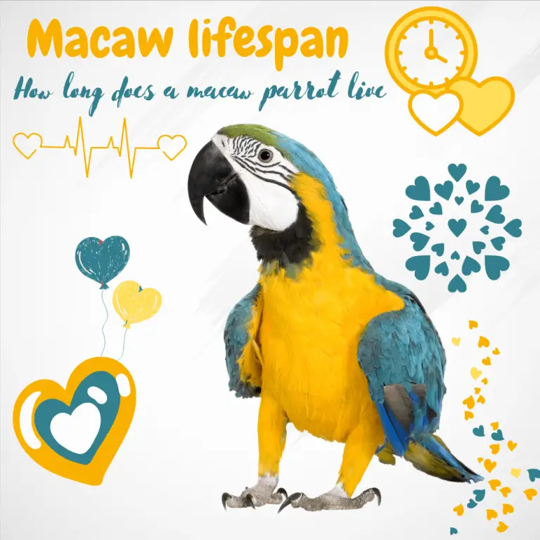 Macaw lifespan - Macaw life expectancy | How long does macaw live
