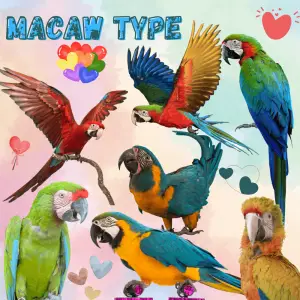 Macaw type - How many macaw species are there