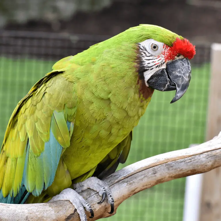 Macaw type - How many macaw species are there