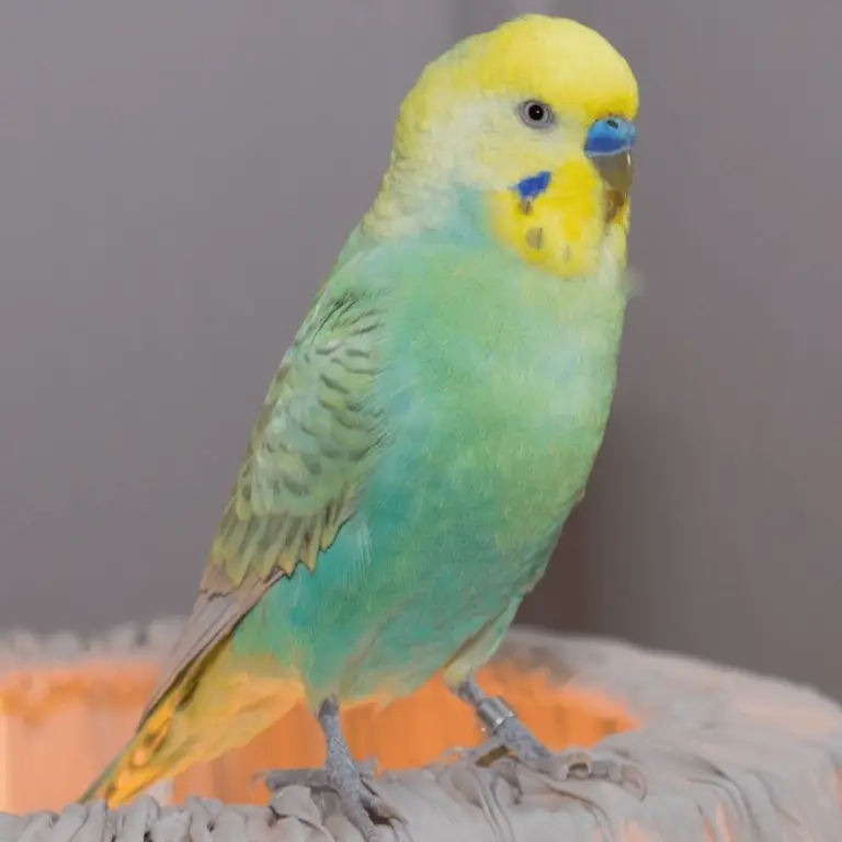 Rare budgie bird - Rare budgie color | Budgerigar mutation