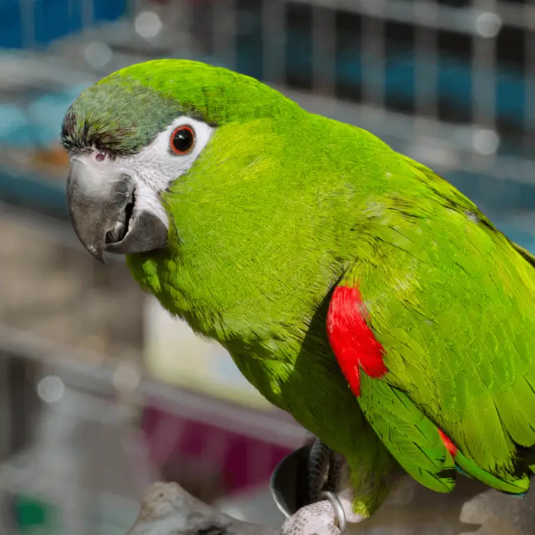 Green parrot - Different Types Of Green Parrots (With Pictures)