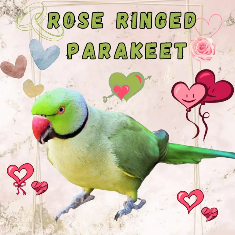 Rose ringneck parakeet - Habitat Personality Food And Care