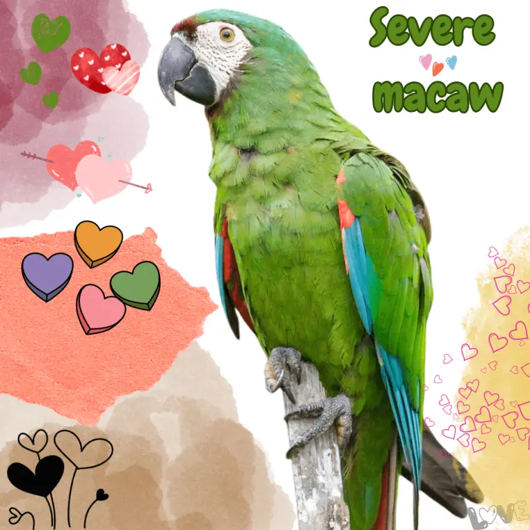 Severe macaw - Habitat Behavior Food and Training