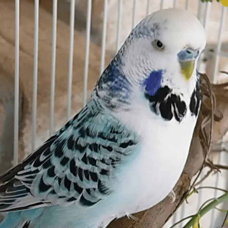 Rare budgie bird - Rare budgie color | Budgerigar mutation