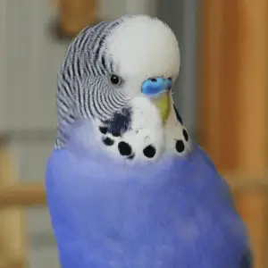 Rare budgie bird - Rare budgie color | Budgerigar mutation