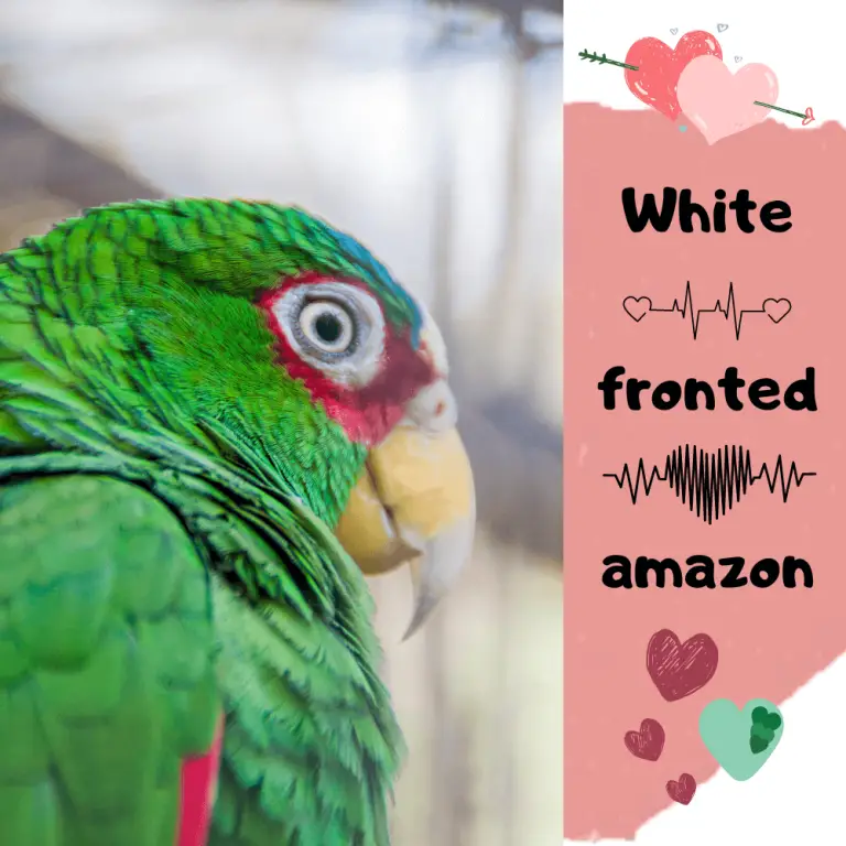 White-fronted amazon - Habitat Behavior Care Food and Training
