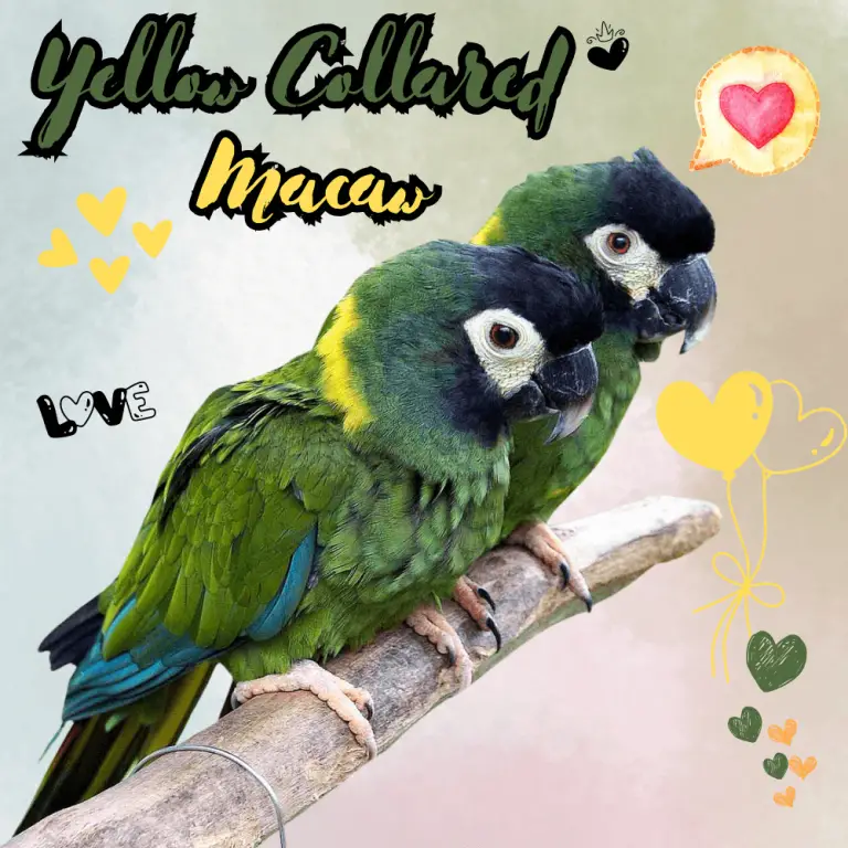 Yellow Collared Macaw - Personality Size Lifespan Food and Training