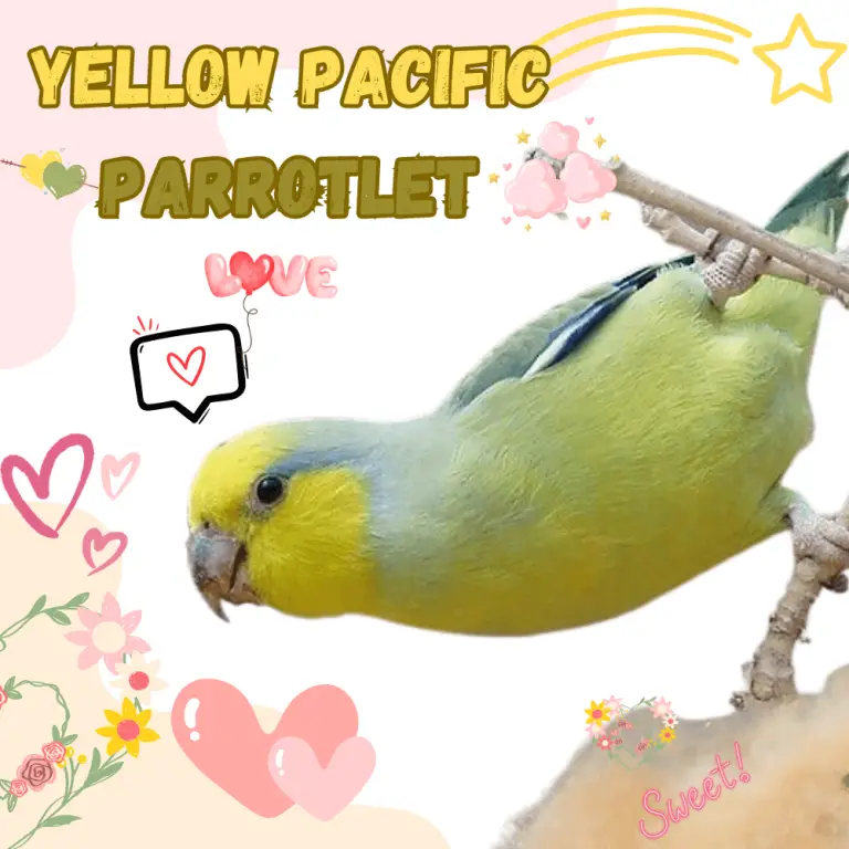 Yellow parrots - 8 yellow parrots to keep as pet | Parrots yellow