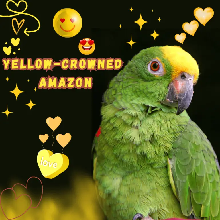 Yellow-crowned amazon - Habitat Personality Lifespan Food and care