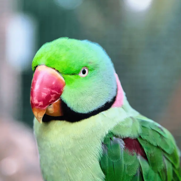 Alexandrine parakeet - Habitat Food Behavior and Type