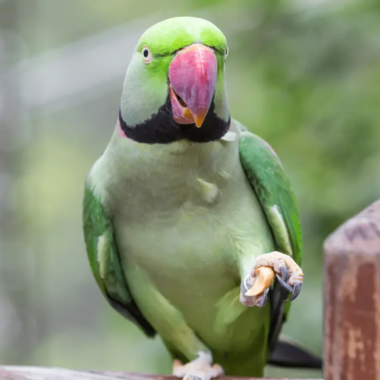 Alexandrine parakeet - Habitat Food Behavior and Type