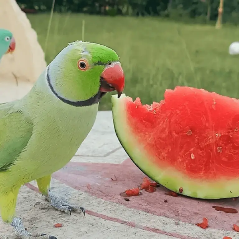 Can parrots eat watermelon - Green cheek