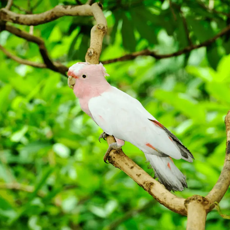 Major Mitchell cockatoo - Green cheek