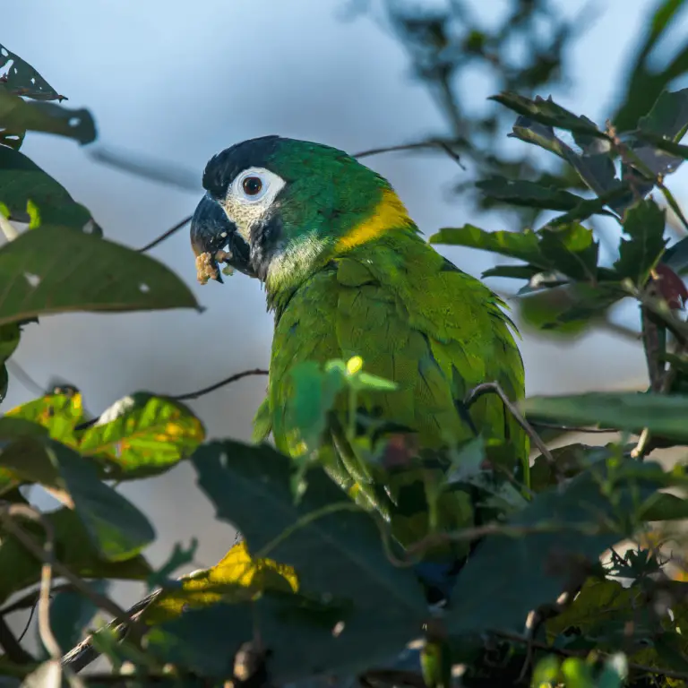 Yellow Collared Macaw - Personality Size Lifespan Food and Training