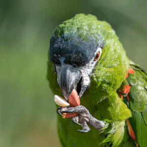 Hahn's Macaw - Habitat Personality Adoption Food and Training