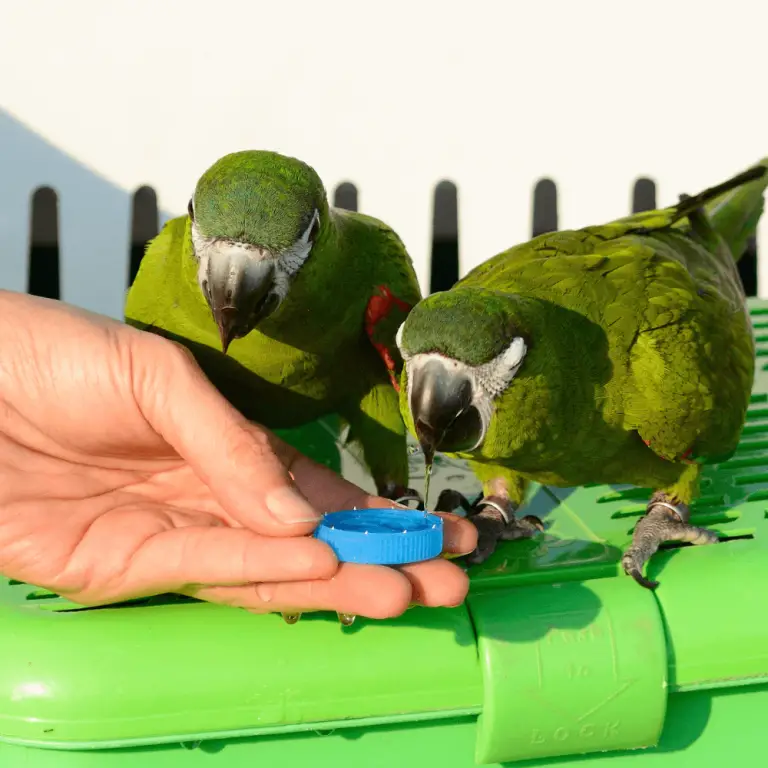 Macaw lifespan - Macaw life expectancy | How long does macaw live