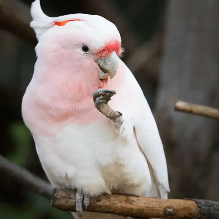 Major Mitchell cockatoo - Green cheek