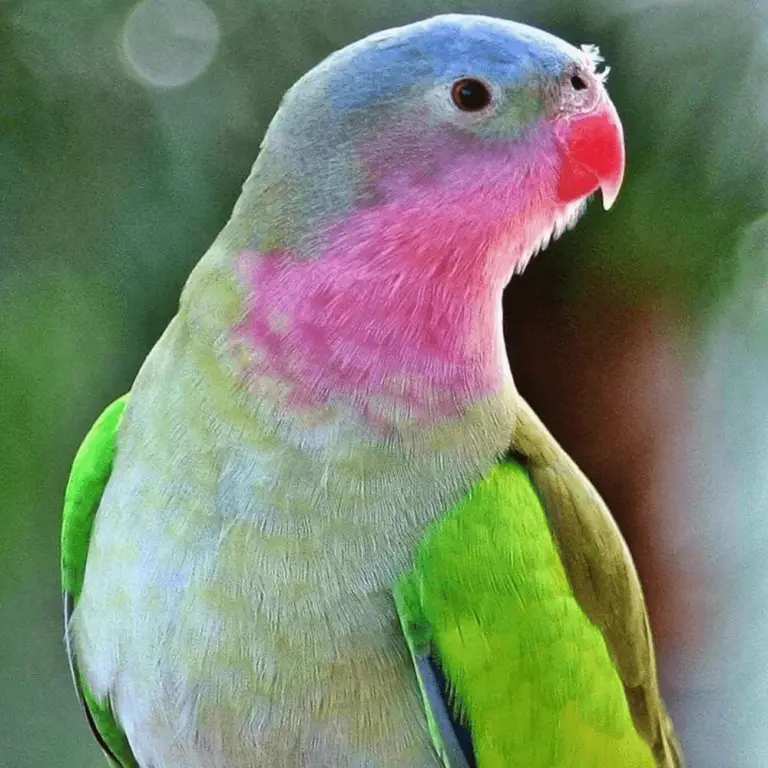 Princess parrot - Unusual information about the Alexandra parakeet