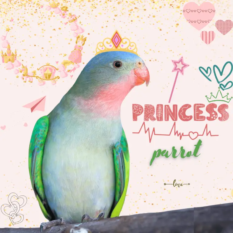 Princess parrot - Unusual information about the Alexandra parakeet