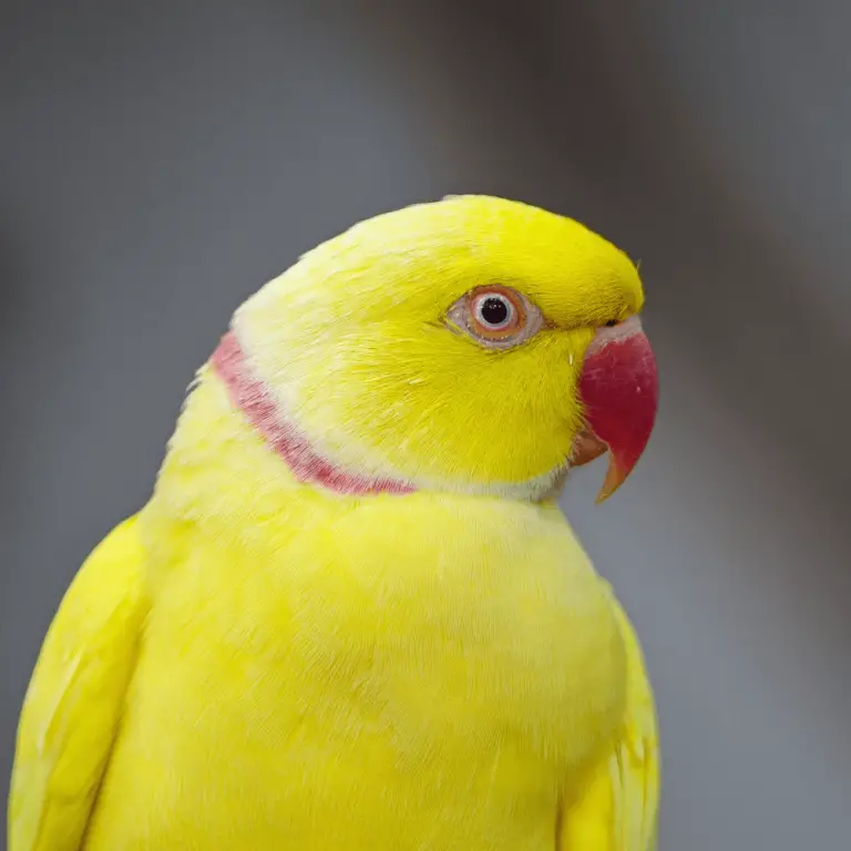 Rose ringneck parakeet - Habitat Personality Food And Care