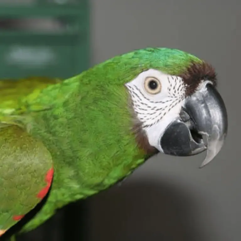 Severe macaw - Habitat Behavior Food and Training