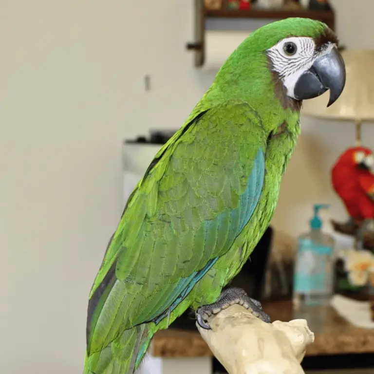 Severe macaw - Habitat Behavior Food and Training