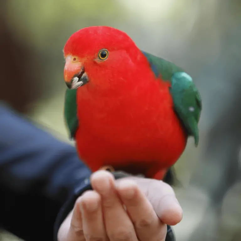 King parrot - Habitat Behavior Lifespan Care and Food